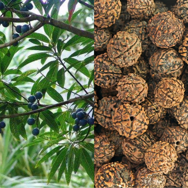 The Complete Rudraksha Guide - Benefits, Myths, Types, Authenticity an ...